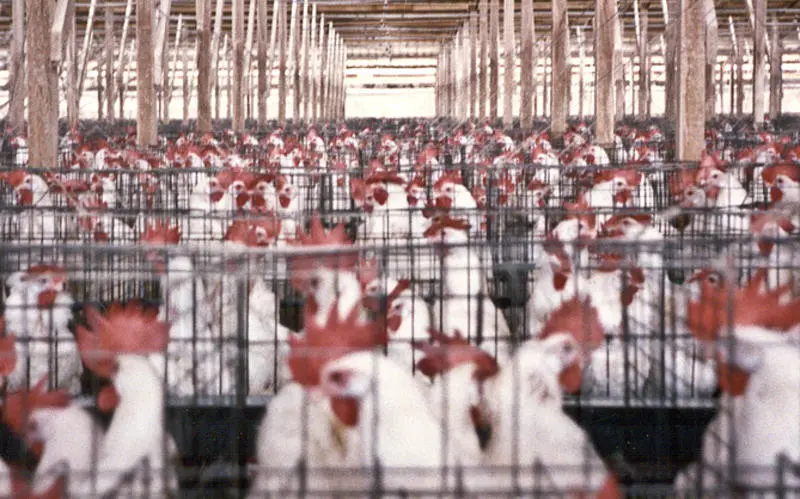 On Human and Animals Rights & the Future of Bioethics