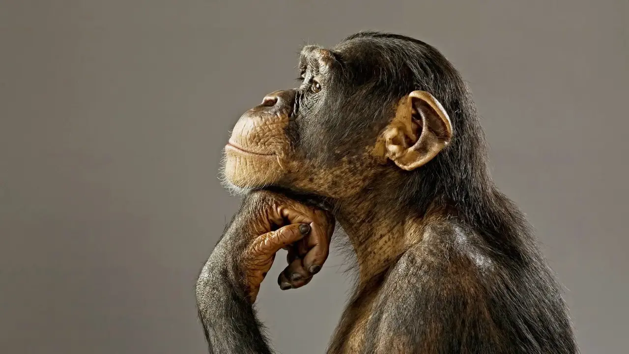 Animals and Philosophy » IAI TV