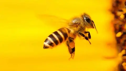 The culture of bees and the AI apocalypse | Grant Ramsey » IAI TV